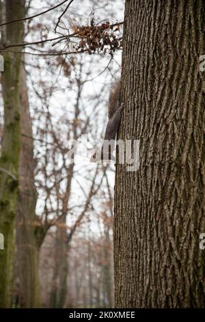 A vertical shot of a squirrel running on a tree trunk in a park in ...