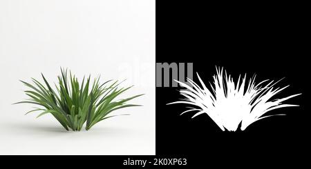 3d illustration of Acorus calamus tree isolated on white and its mask ...