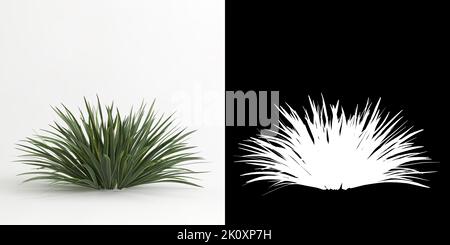 3d illustration of Acorus calamus tree isolated on white and its mask ...