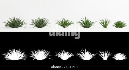3d illustration of Acorus calamus tree isolated on white and its mask ...