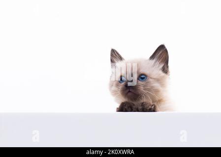 Kitten head with paws up peeking over blank white sign placard. Pet ...