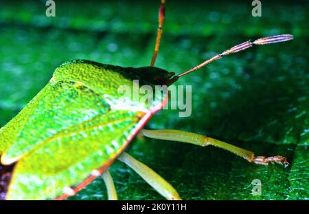 The Green Bug - Dusky stink bug (Euschis tristigmus). Ilmen lake. Ultra ...