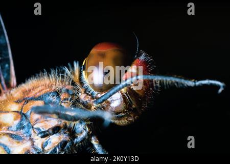 Capsule of head and faceted or compound eyes (ommatidium) of dragonfly ...