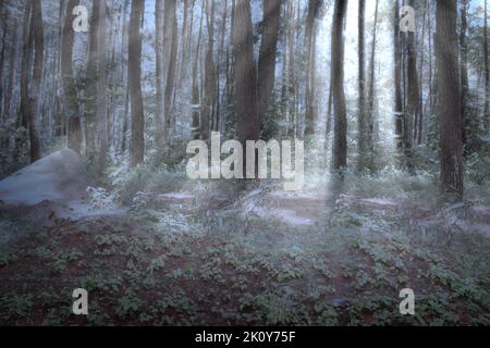 Haunted forest with fog and dramatic scene background. Halloween ...