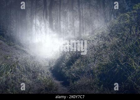 Haunted forest with fog and dramatic scene background. Halloween ...