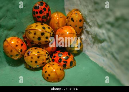 Closeup shot of a group of wild ladybugs walking on a rock Stock Photo ...