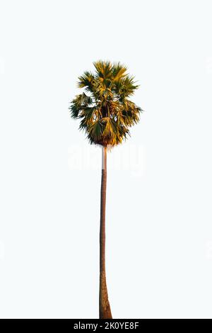 Tropical sugar palm tree (Borassus flabellifer) in Rote Island, Rote ...