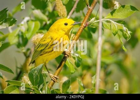 Small Yellow Warbler perched on a tree on an early spring morning Stock ...
