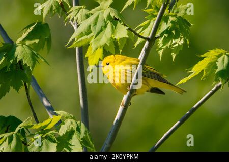 Small Yellow Warbler perched on a tree on an early spring morning Stock ...