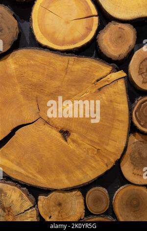 Cross-sections of different trees Stock Photo - Alamy