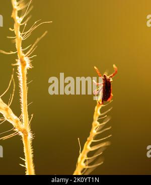 Ticks are small Arachnids related to mites. They are parasitic and rely ...