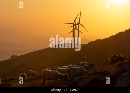 sheeps pacing free in the mountains of the Basque Country at sunset ...