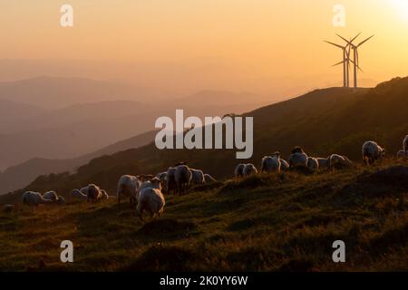 sheeps pacing free in the mountains of the Basque Country at sunset ...
