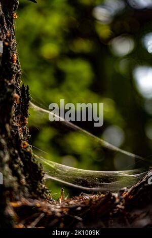 Cobwebs in sunlight. Web in woods. Spider house. Details of nature ...