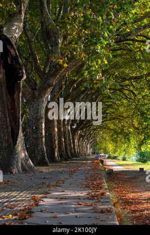Beautiful platano trees in Ponte de Lima, Portugal Stock Photo - Alamy
