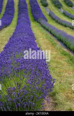 lavender fields at tarhill farm, kinross, scotland, uk Stock Photo - Alamy