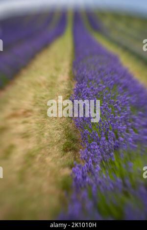 lavender fields at tarhill farm, kinross, scotland, uk Stock Photo - Alamy