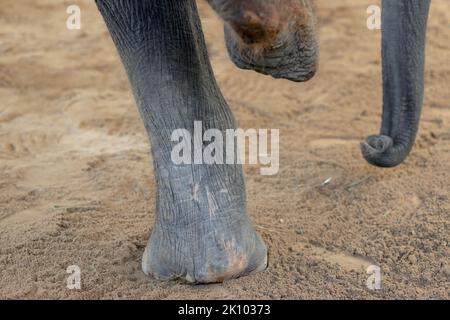 Lampang, Thailand. 10th Jan, 2022. Elephant Chand Nuan receives electro ...