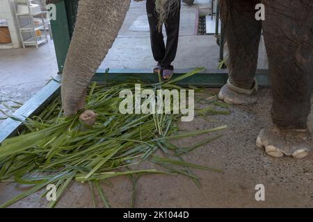 Lampang, Thailand. 10th Jan, 2022. Elephant keeper soothes elephant ...