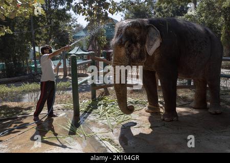 Lampang, Thailand. 10th Jan, 2022. Elephant Chand Nuan receives electro ...