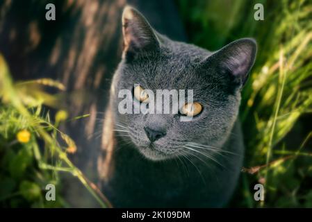 Blue-gray cat - Chartreux breed - posing on a tombstone in cemetery ...