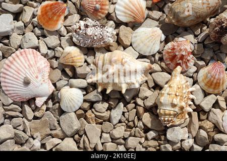 Seashells are scattered on the rocky beach Stock Photo - Alamy