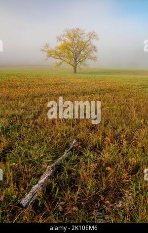 A singular Walnut tree (Juglans nigra) is displaying its autumn ...
