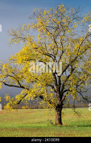 A singular Walnut tree (Juglans nigra) is displaying its autumn ...