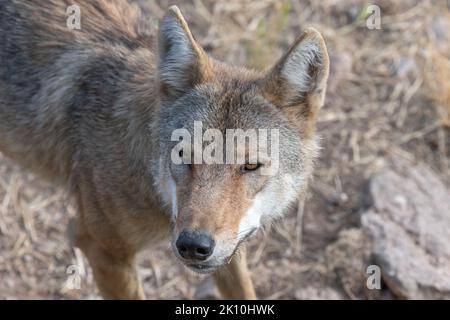 Mongolian wolf (Canis lupus chanco) in Gevaudan Park. Marvejols ...
