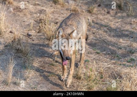 Mongolian Wolf (Canis lupus chanco Stock Photo - Alamy