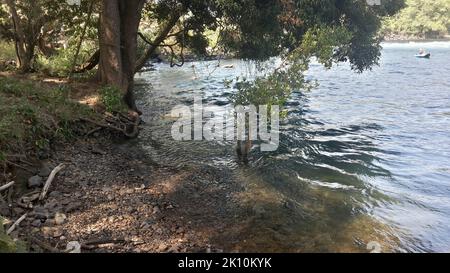 View of Kali river or Kali nadi river at Dandeli, Karnataka, India ...