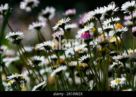 Daisies or chamomiles in focus. Spring blossom concept. Field in spring ...