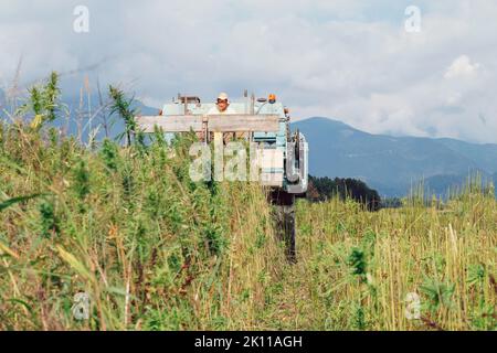 Combine harvester taking off the rich harvest on the industrial hemp ...