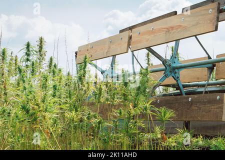 Combine harvester taking off the rich harvest on the industrial hemp ...
