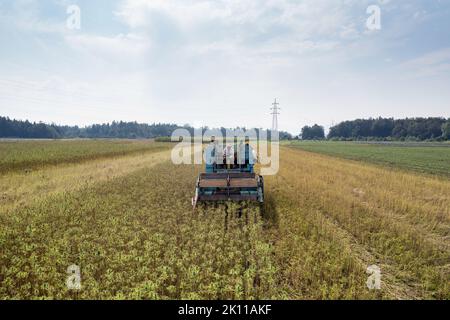 Combine harvester taking off the rich harvest on the industrial hemp ...