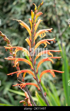 Orange flowers of chasmanthe aethiopica tropical flowers growing in ...