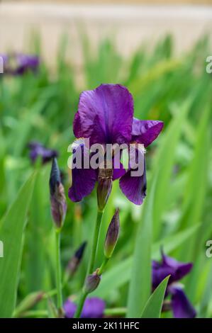 Big purple lilac iris flower in blossom, springtime in Provence, France ...