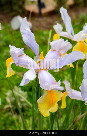 Big water white iris flower in blossom, springtime in Provence, France ...