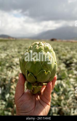 View of an artichoke growing on an plantation Stock Photo - Alamy