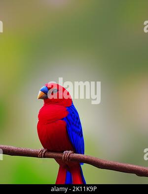 Pennant's Rosella, Australia, Crimson Rosella (Platycercus elegans ...