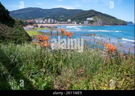 Atlantic ocean bay with sanly beach in Bakio, small touristic village ...