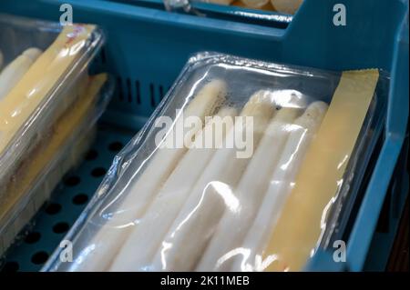 Conveyor for cleaning, peeling and packing of fresh white asparagus ...