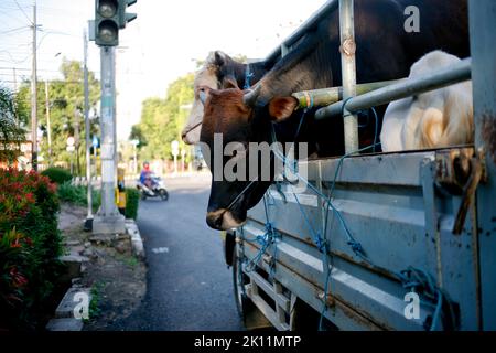 Animal transporter truck loaded cattle and cow Stock Photo - Alamy