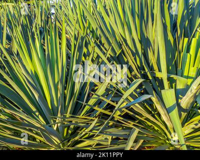 Sharp, thin palm leaves against the sky. Background from plants ...