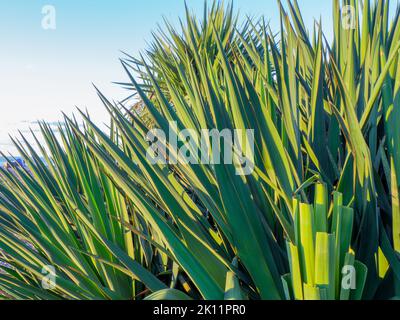 Sharp, thin palm leaves against the sky. Background from plants ...