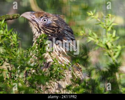 Amazing majestic female Pheasant Coucal in spectacular beauty Stock ...