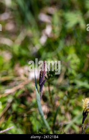 Carex caryophyllea flower growing in meadow, close up Stock Photo - Alamy