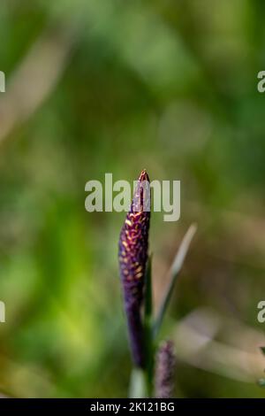 Carex caryophyllea flower growing in meadow, close up Stock Photo - Alamy