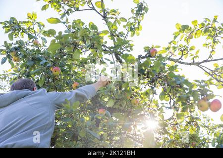 Harvest time. apple tree, unrecognized person, farmer is ready to pluck ...