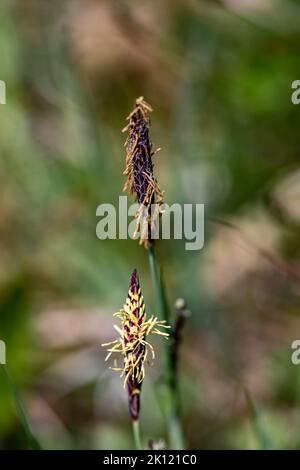 Carex caryophyllea flower growing in meadow, close up Stock Photo - Alamy